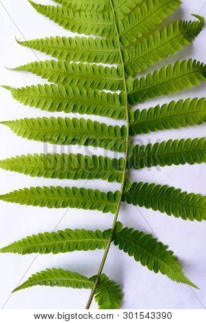 Close Compound Pinnate Image & Photo (Free Trial) | Bigstock