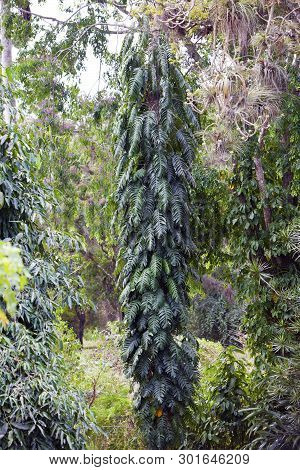 Indian Mast Tree ( Image & Photo (Free Trial) | Bigstock