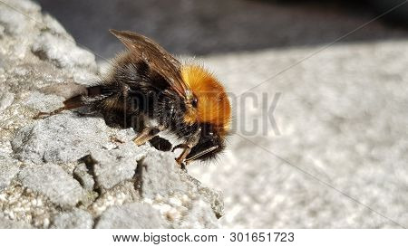 Large Bee Holding Onto Image & Photo (Free Trial) | Bigstock