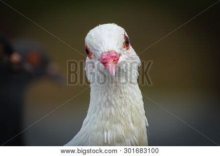 Front View Face White Image & Photo (Free Trial) | Bigstock