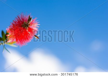Callistemon Flowers Image & Photo (Free Trial) | Bigstock