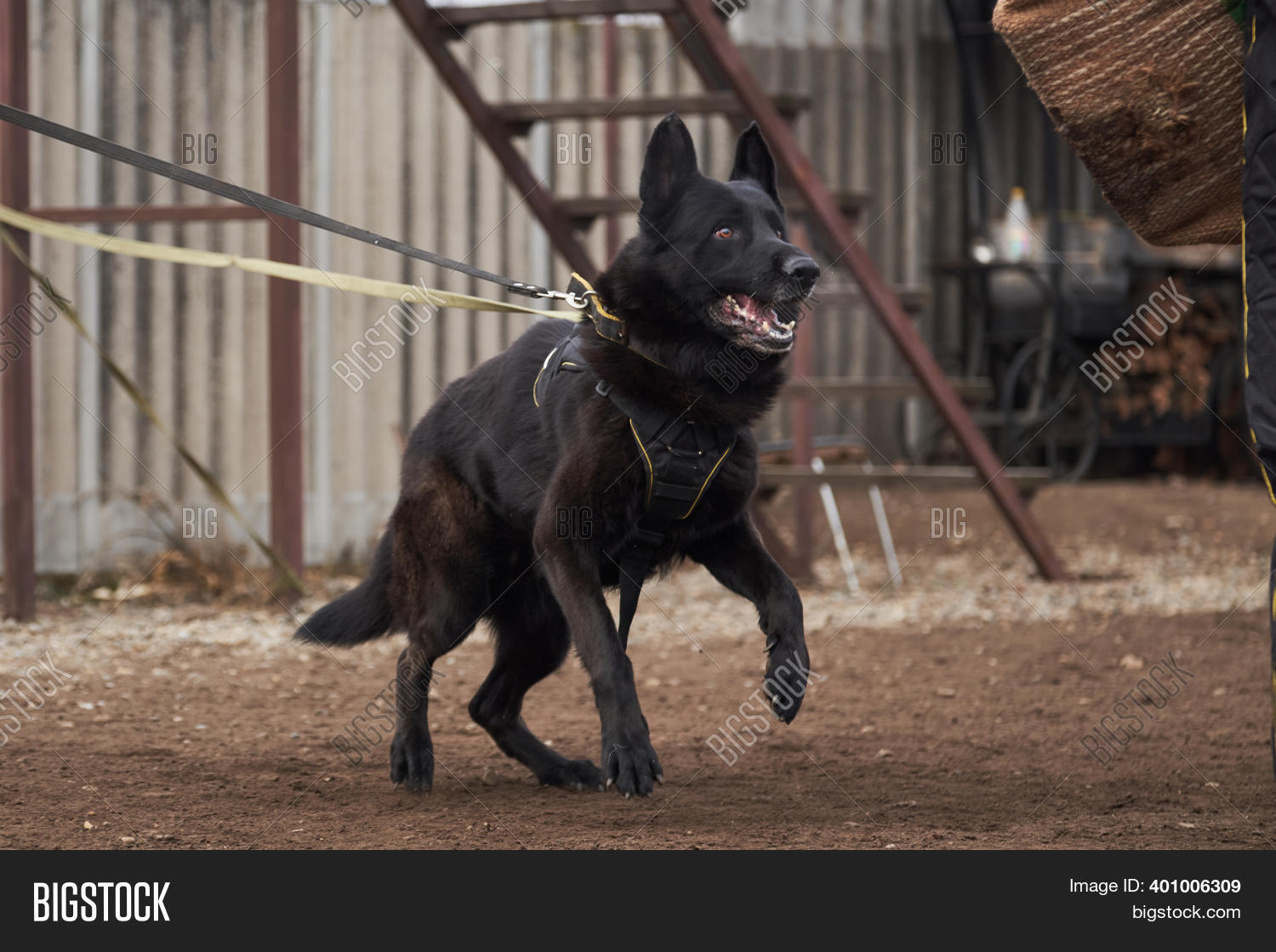 Sports Dog Shepherd Image & Photo (Free Trial) | Bigstock