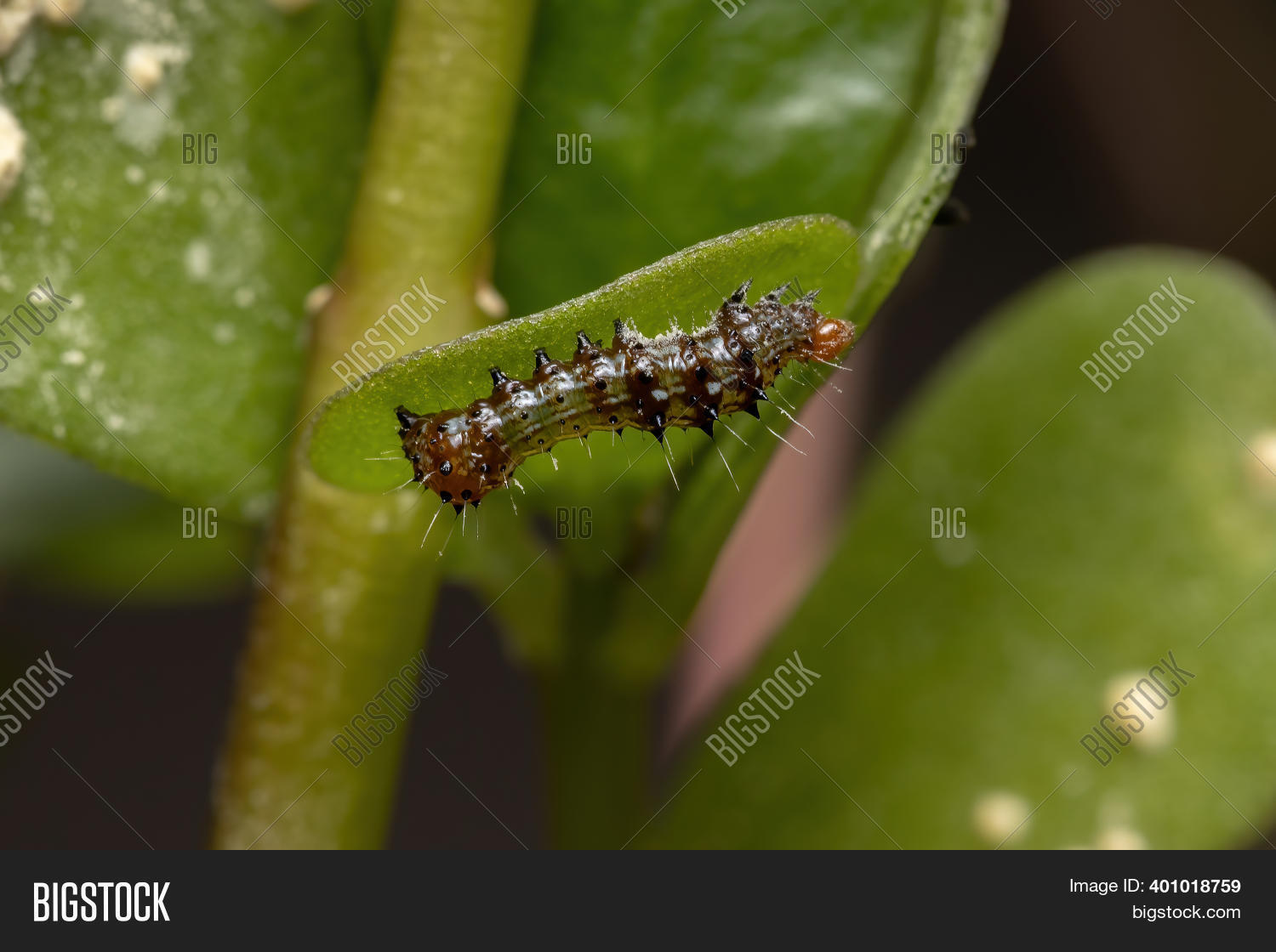 Caterpillar Eating Image & Photo (Free Trial) | Bigstock