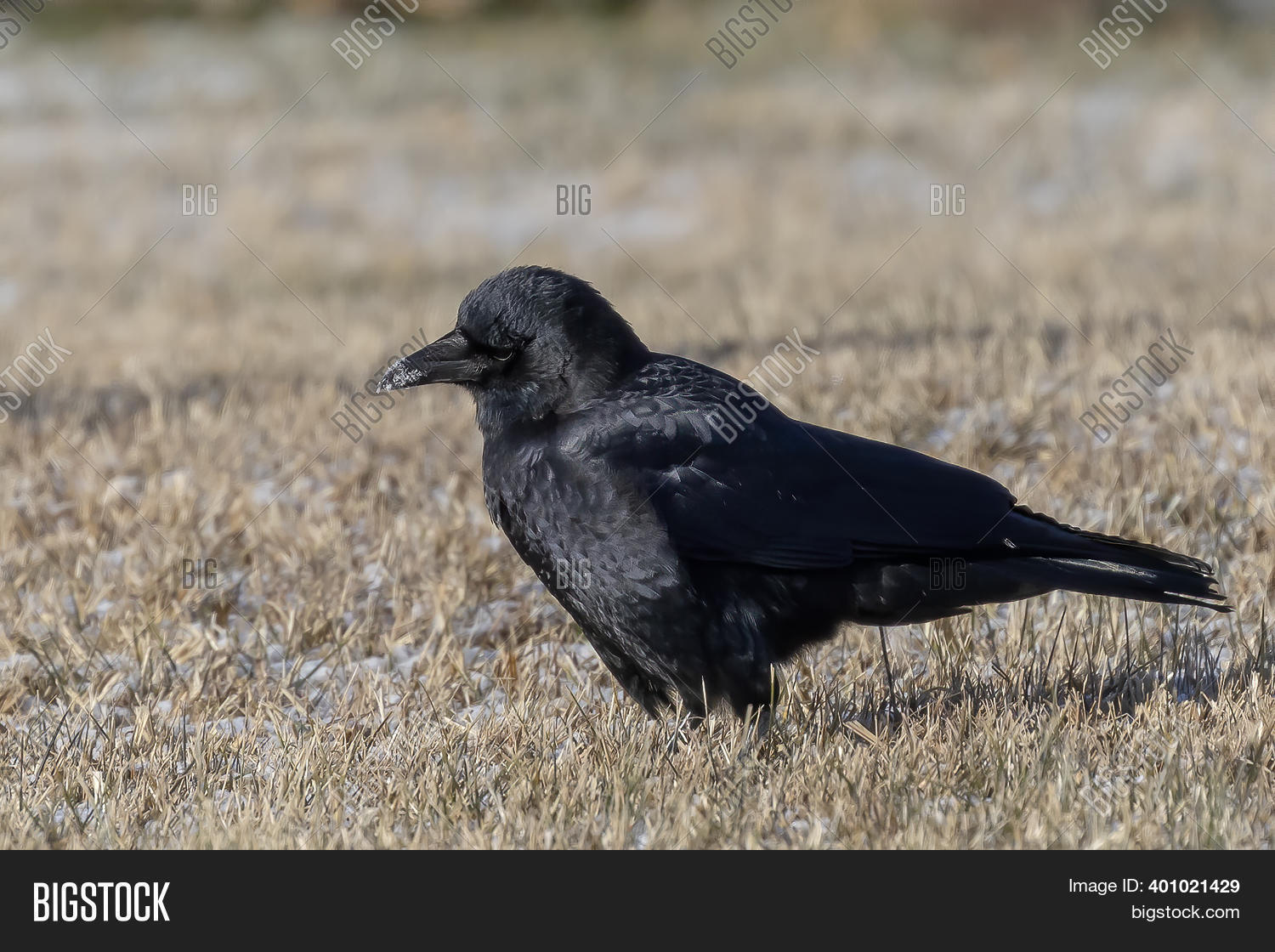 American Crow Morning Image & Photo (Free Trial) | Bigstock