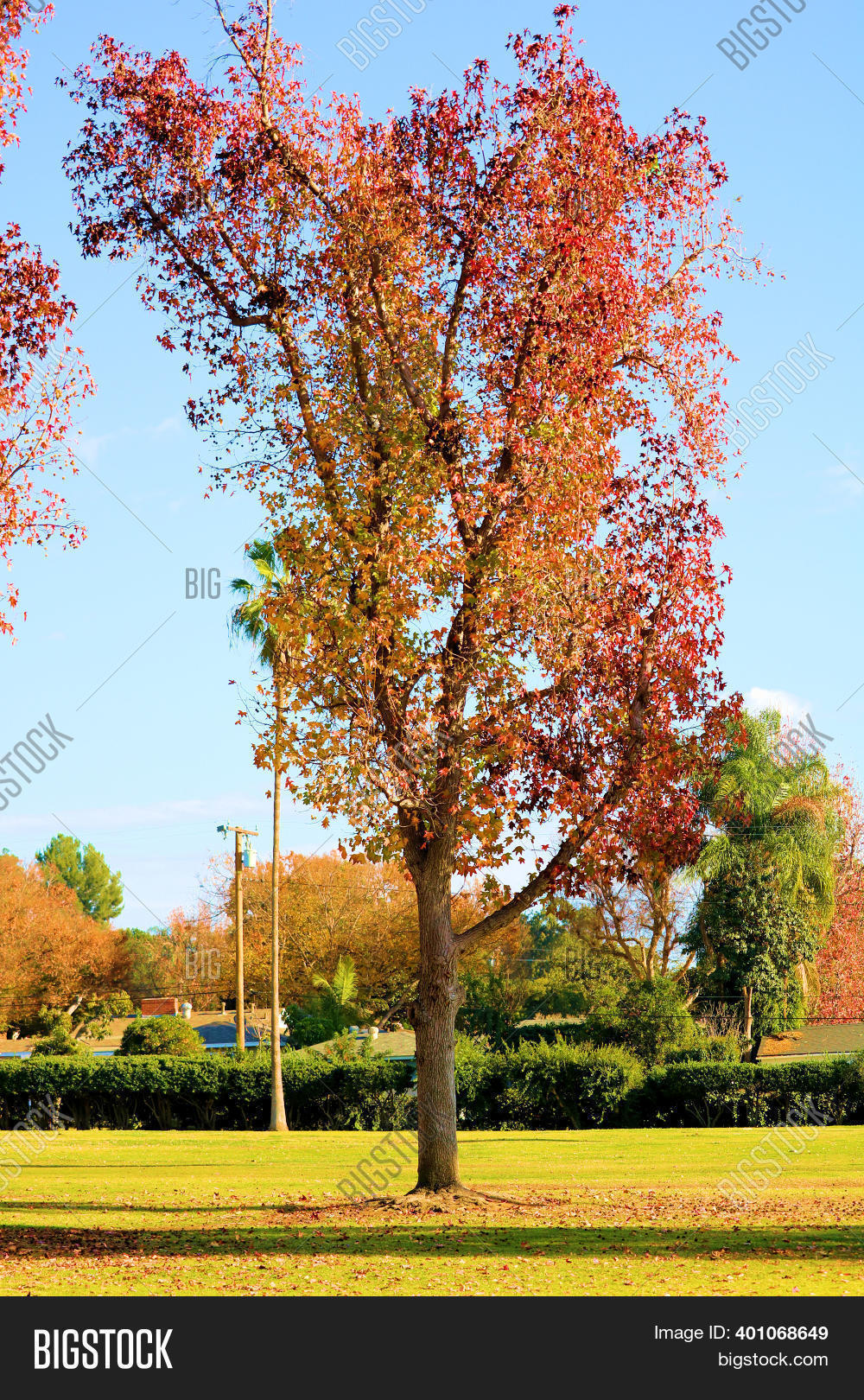 Liquid Amber Tree Image & Photo (Free Trial) | Bigstock