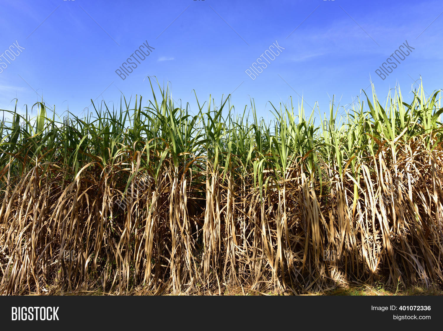 Sugar Cane Plantation Image & Photo (Free Trial) | Bigstock