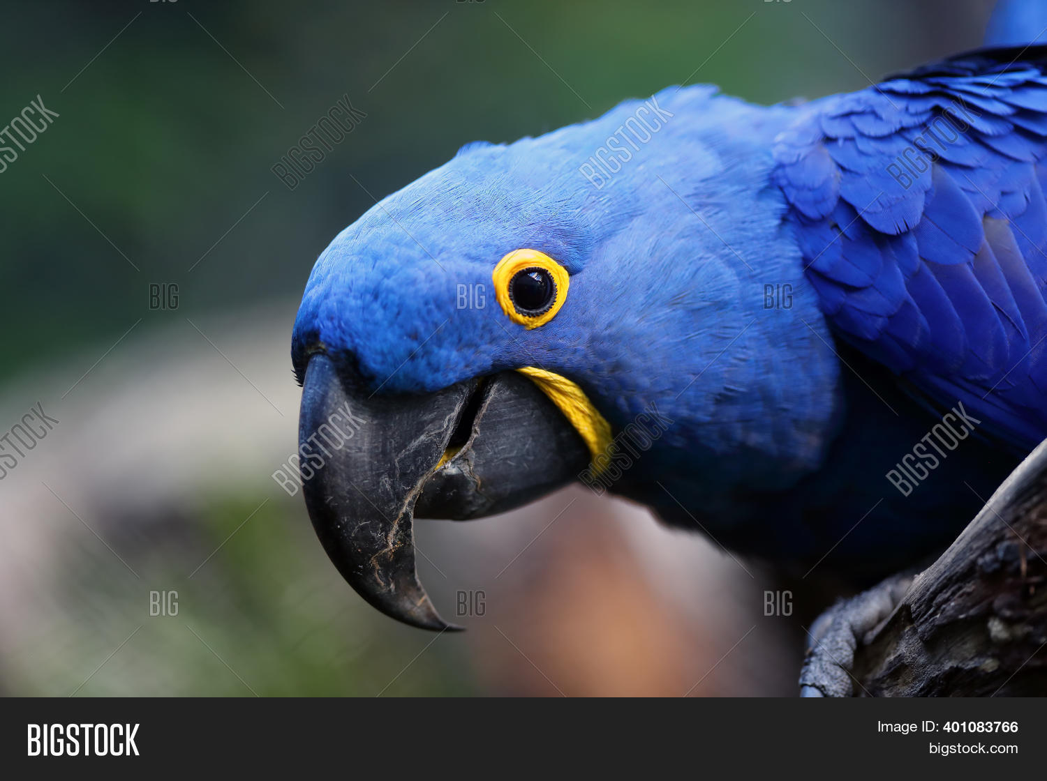 Hyacinth Macaw ( Image & Photo (Free Trial) | Bigstock