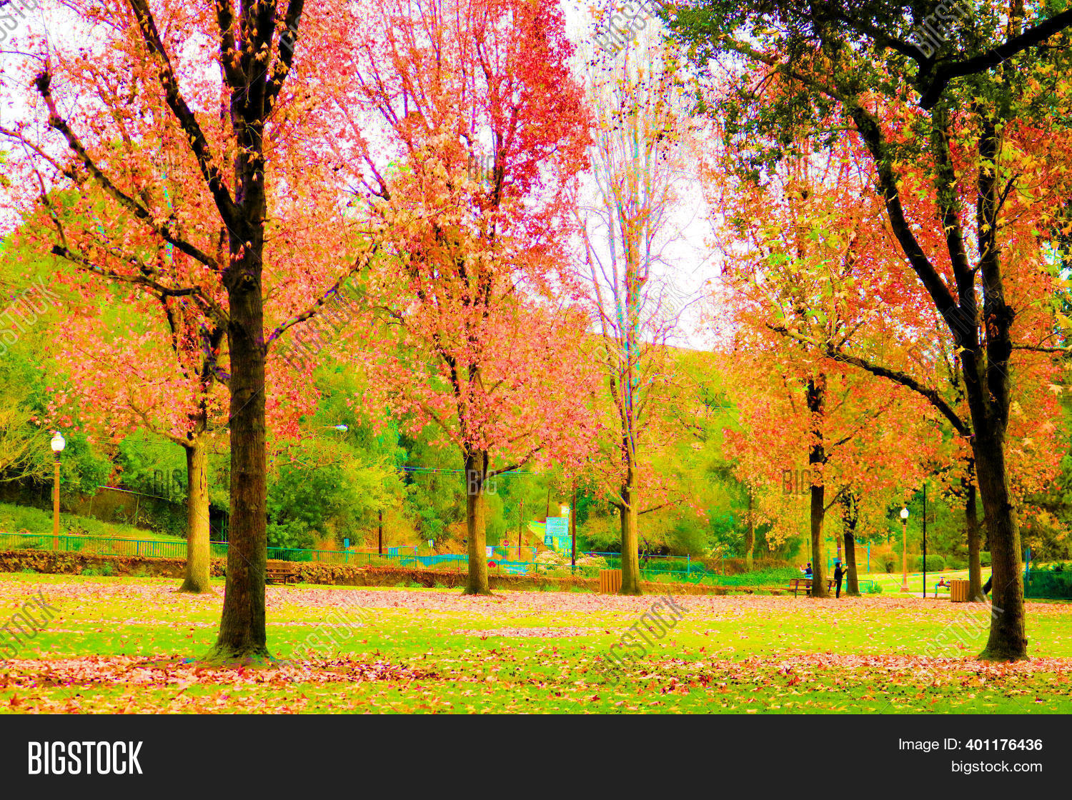 Liquid Amber Tree Image & Photo (Free Trial) | Bigstock