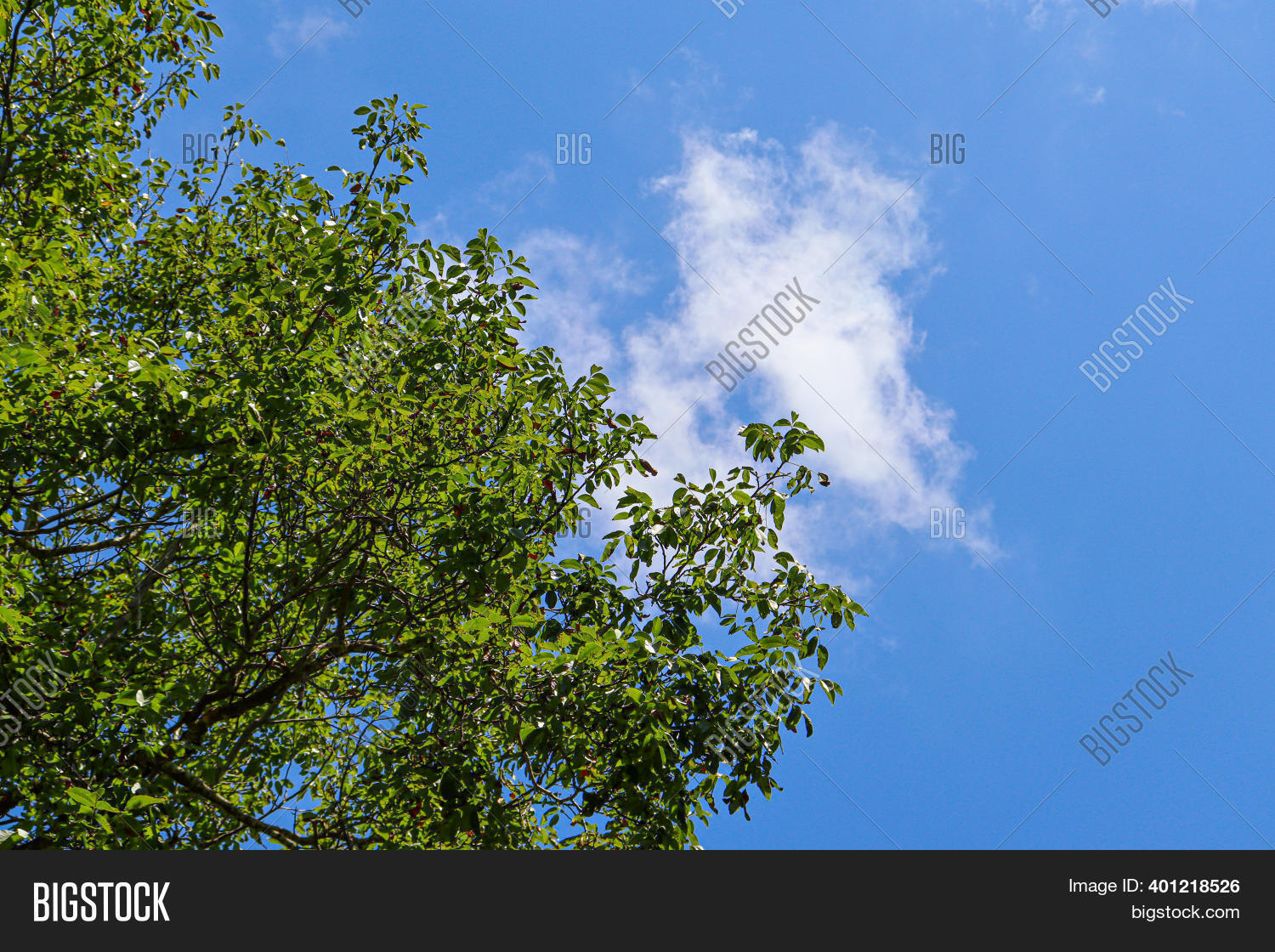 Point View Green Trees Image & Photo (Free Trial) | Bigstock