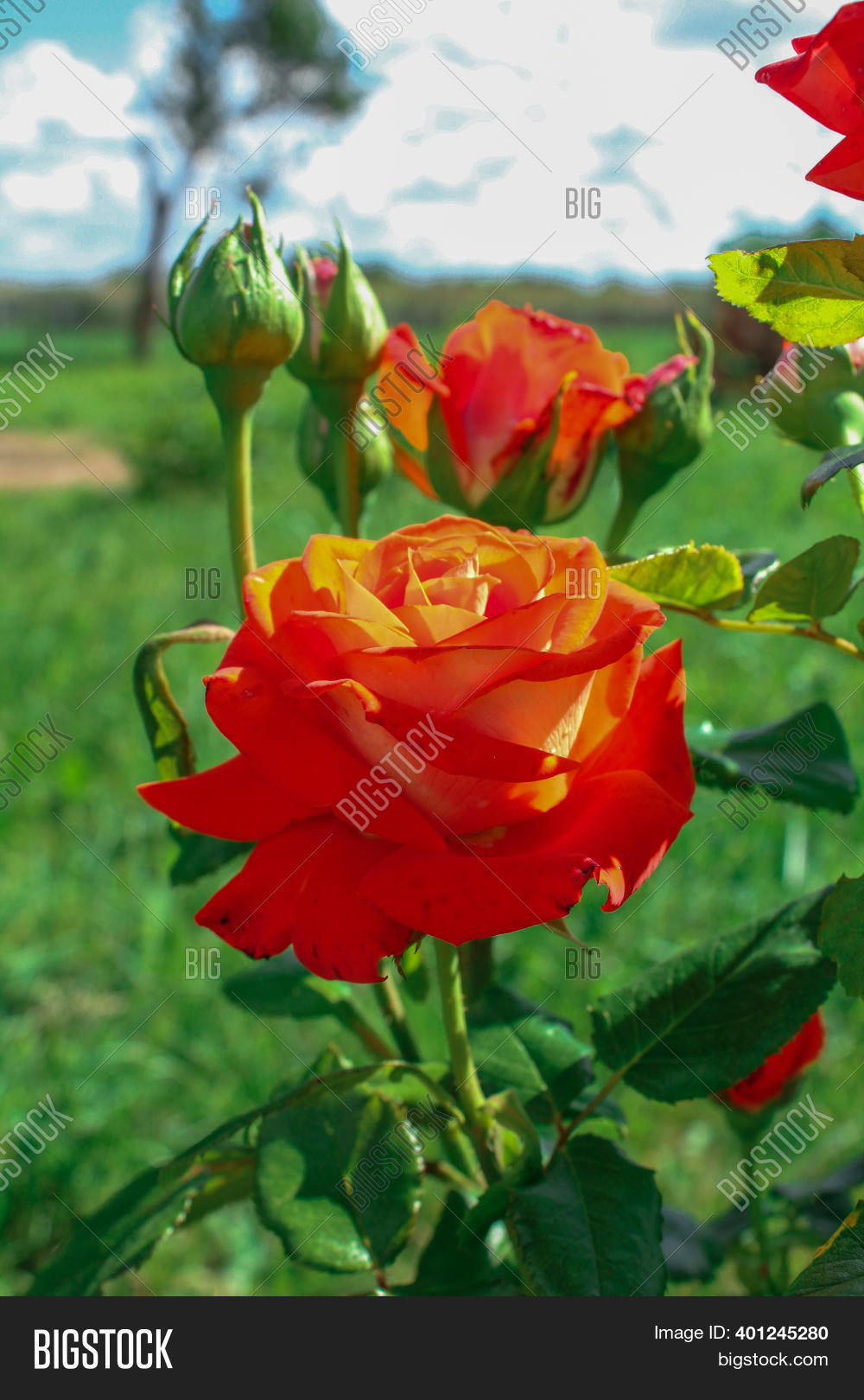 Bush Orange Roses Image & Photo (Free Trial) | Bigstock