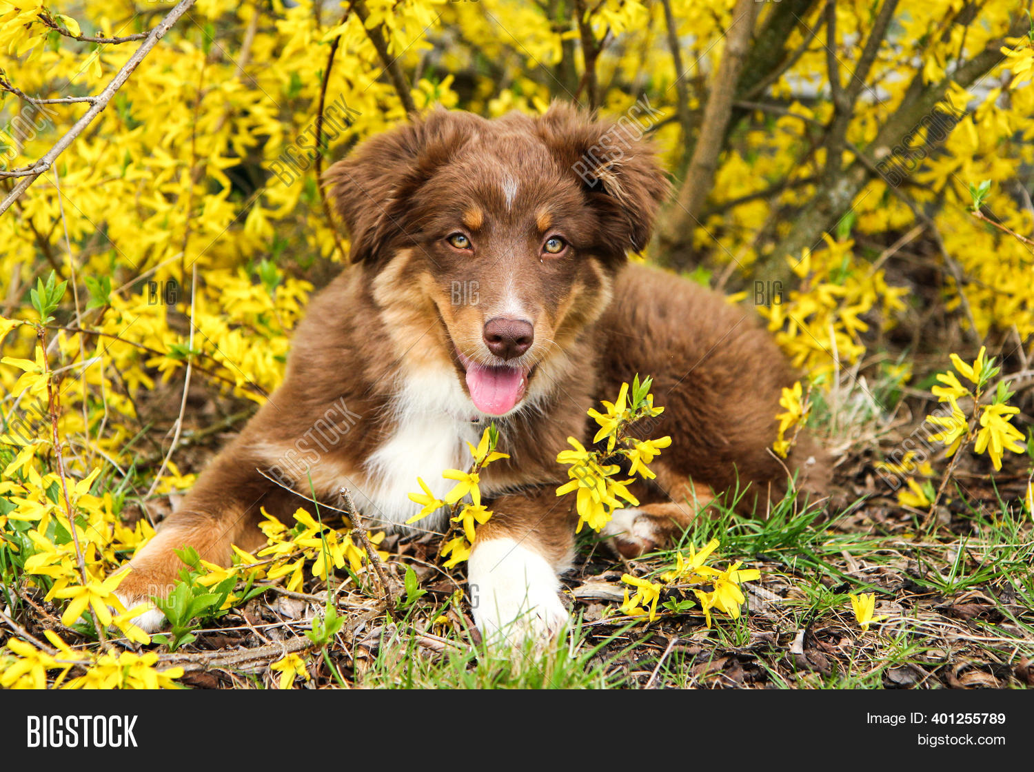 Cute Small Furry Puppy Image & Photo (Free Trial) | Bigstock