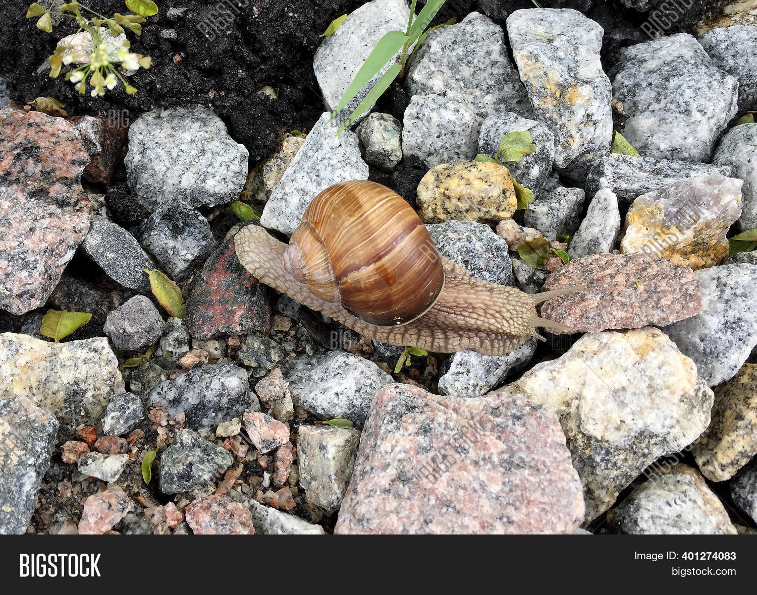 Small Garden Snail Image & Photo (Free Trial) | Bigstock
