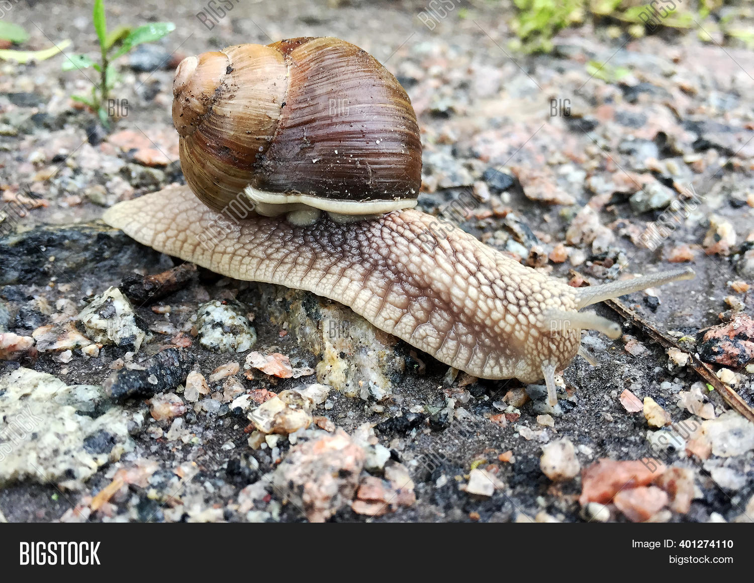 Small Garden Snail Image & Photo (Free Trial) | Bigstock