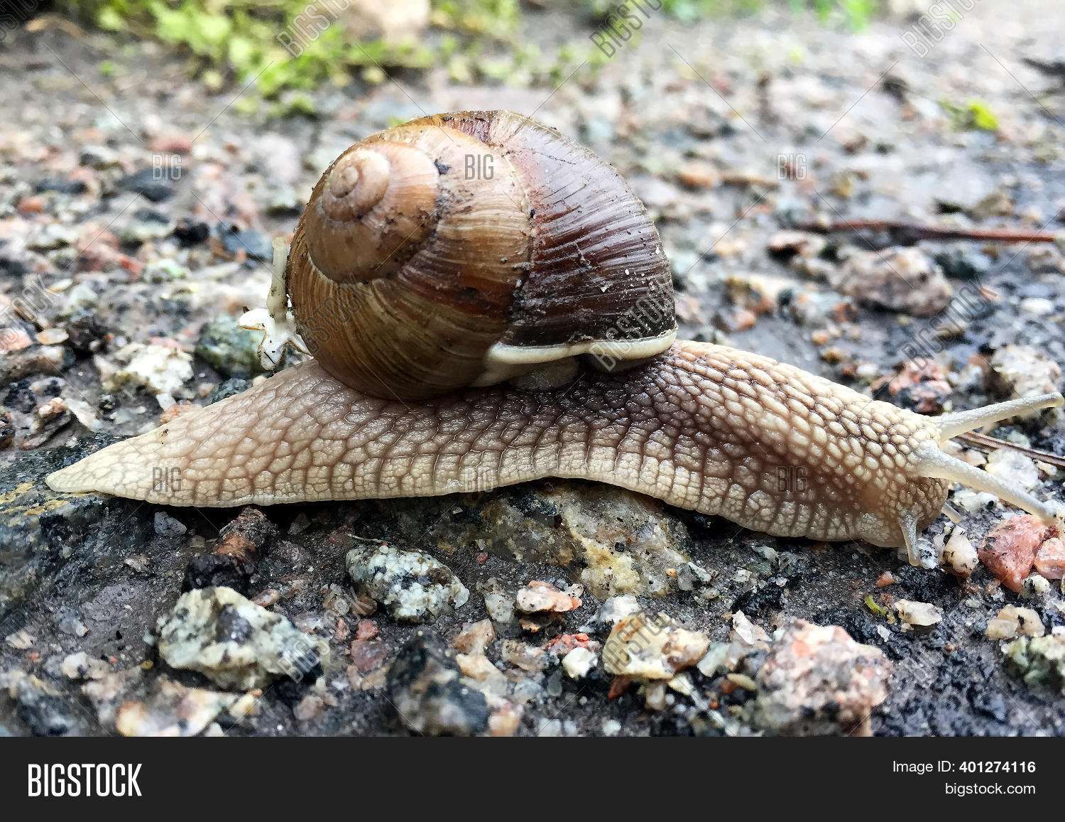 Small Garden Snail Image & Photo (Free Trial) | Bigstock
