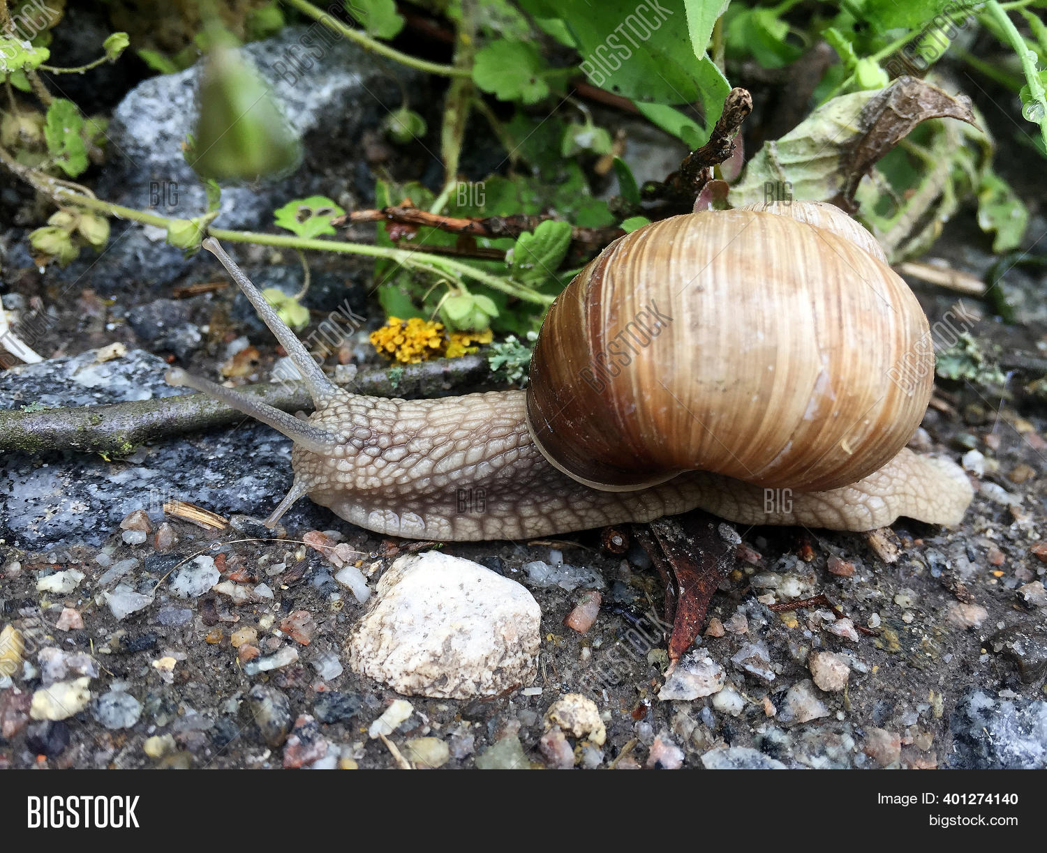 Small Garden Snail Image & Photo (Free Trial) | Bigstock