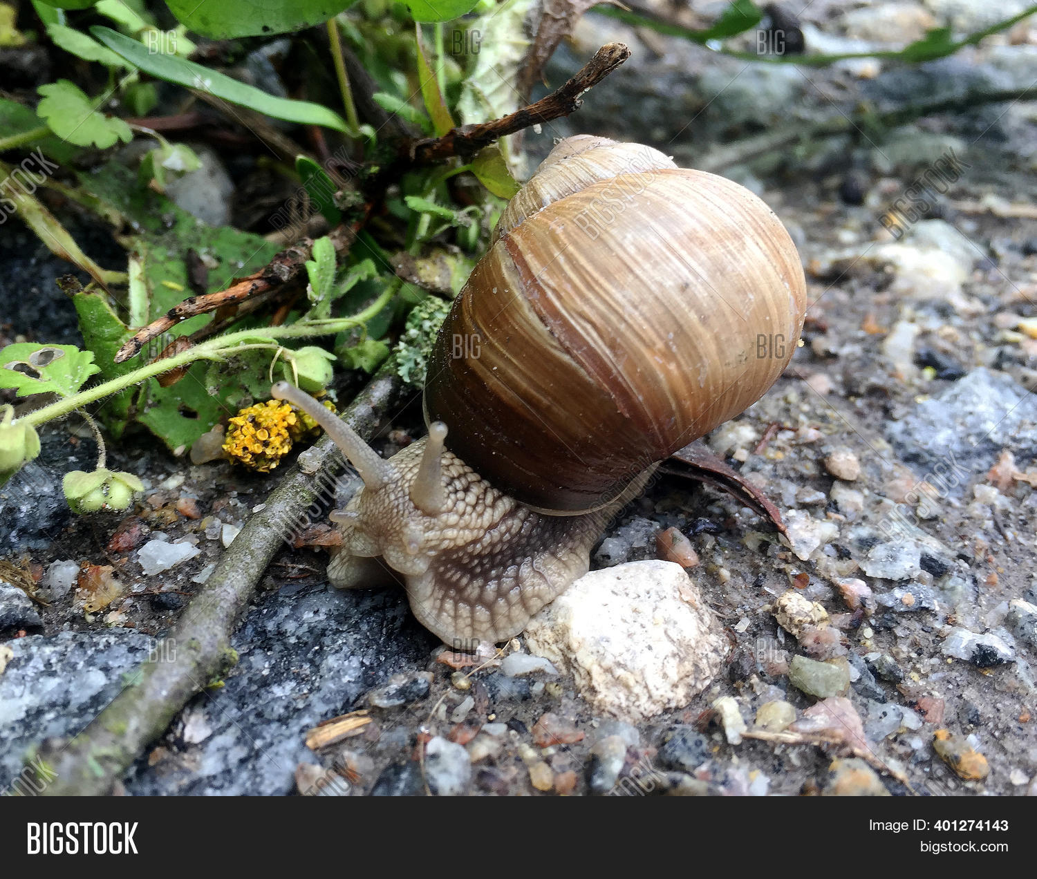 Small Garden Snail Image & Photo (Free Trial) | Bigstock