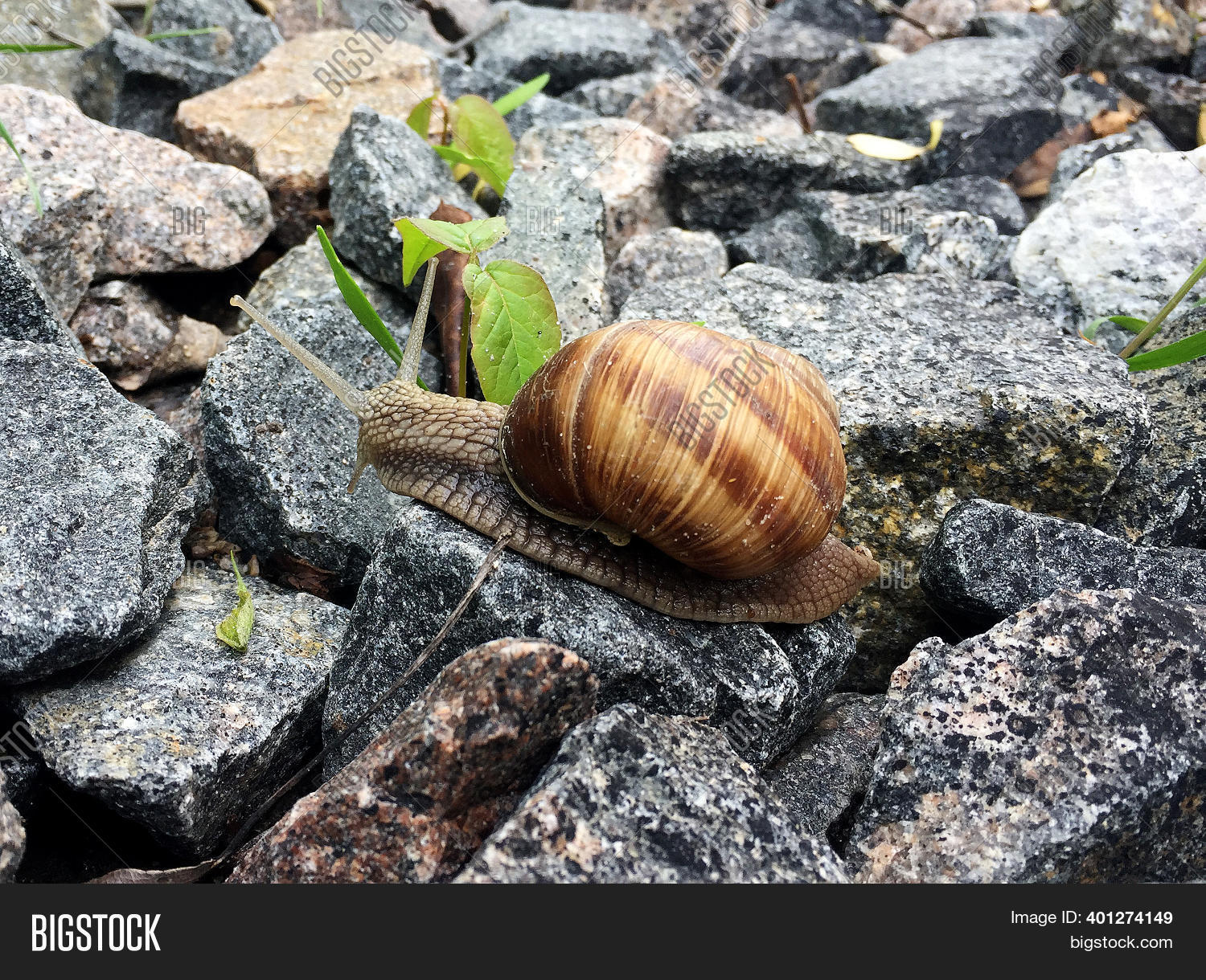 Small Garden Snail Image & Photo (Free Trial) | Bigstock