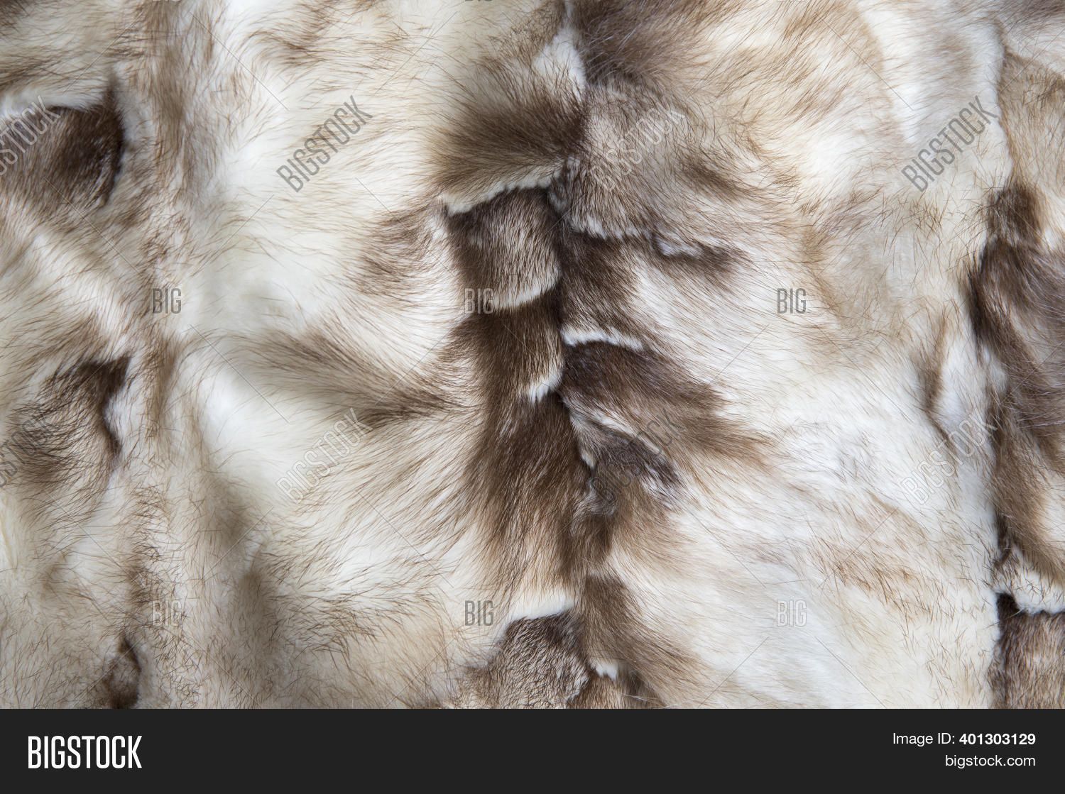 Brown White Mink Image & Photo (Free Trial) | Bigstock