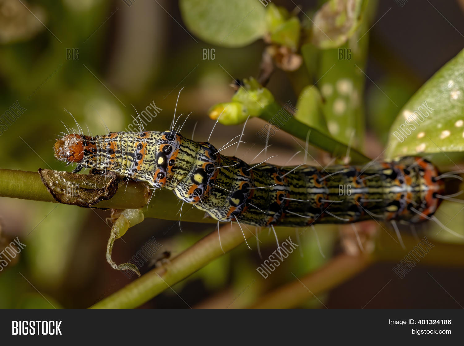 Caterpillar Eating Image & Photo (Free Trial) | Bigstock