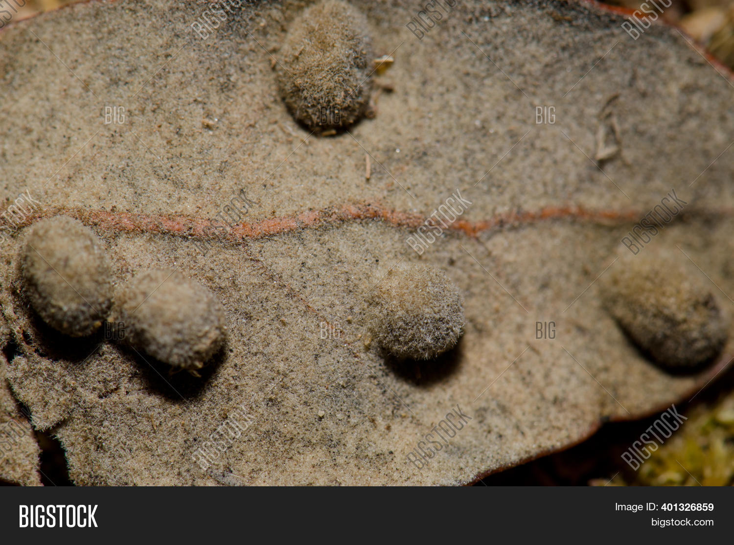Galls Fallen Leaf Image & Photo (Free Trial) | Bigstock