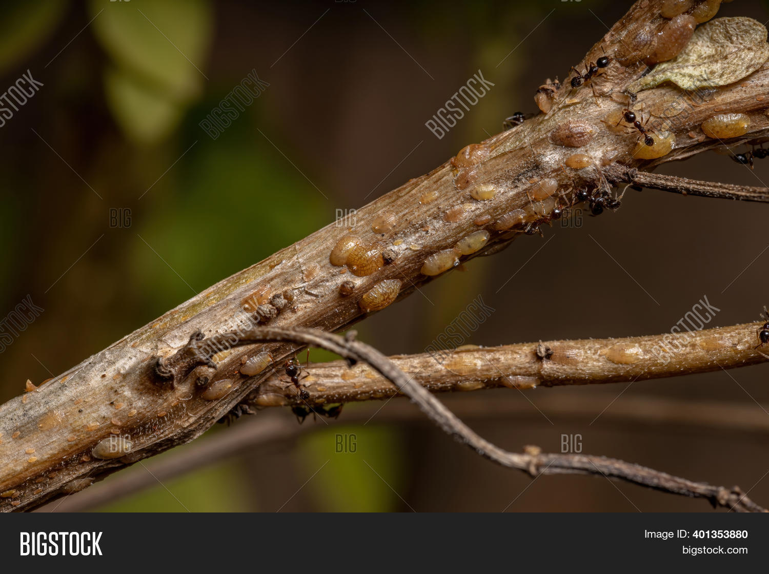 Ants Symbiosis Image & Photo (Free Trial) | Bigstock
