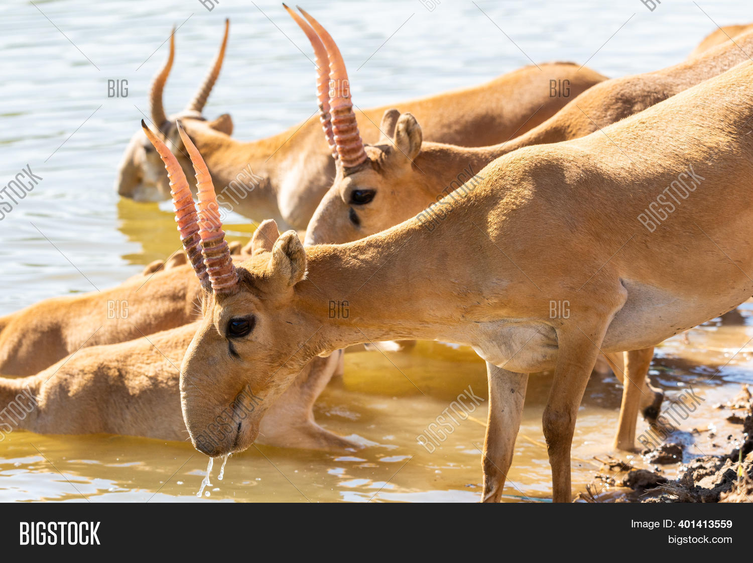 Saigas Watering Place Image & Photo (Free Trial) | Bigstock