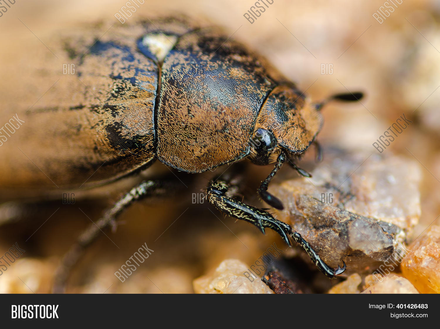 Old European Chafer Image & Photo (Free Trial) | Bigstock