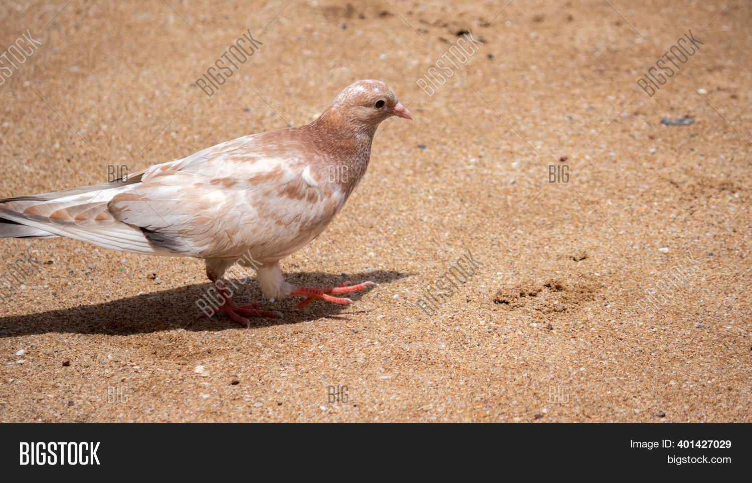 Rare Brown Color Image & Photo (Free Trial) | Bigstock