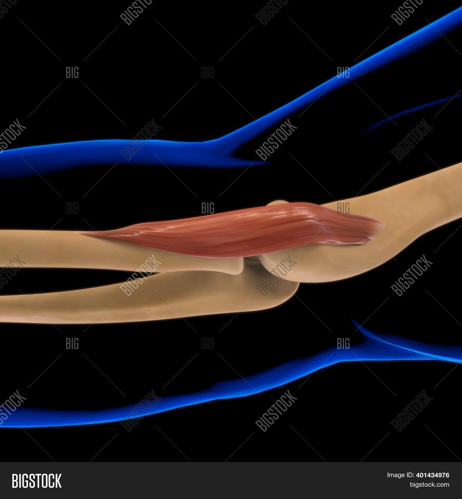 Pronator Teres Muscle Image & Photo (Free Trial) | Bigstock