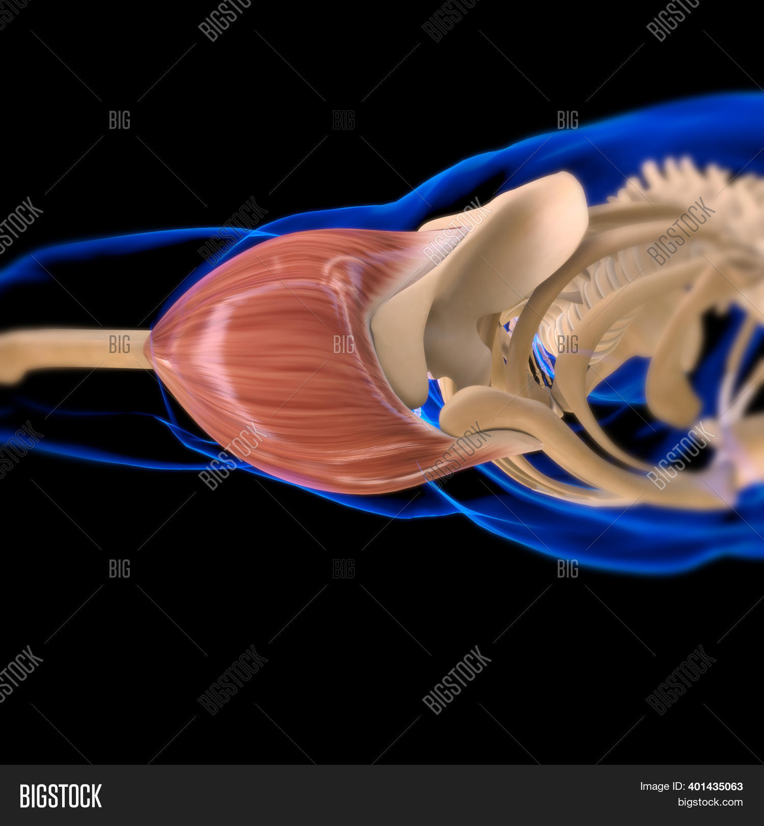 Deltoideus Muscle Image & Photo (Free Trial) | Bigstock