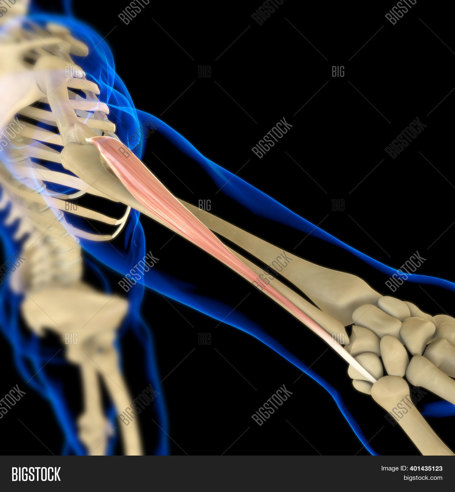 Extensor Carpi Ulnaris Image & Photo (Free Trial) | Bigstock