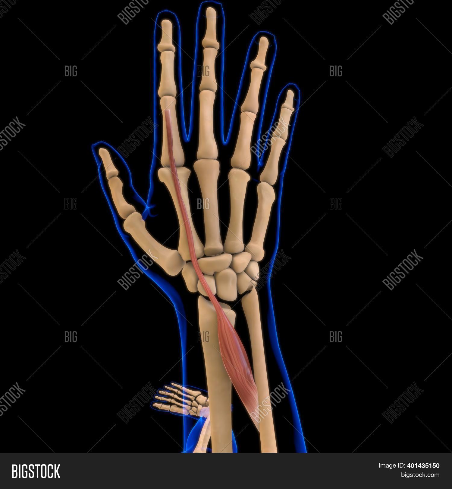 Extensor Indicis Image & Photo (Free Trial) | Bigstock