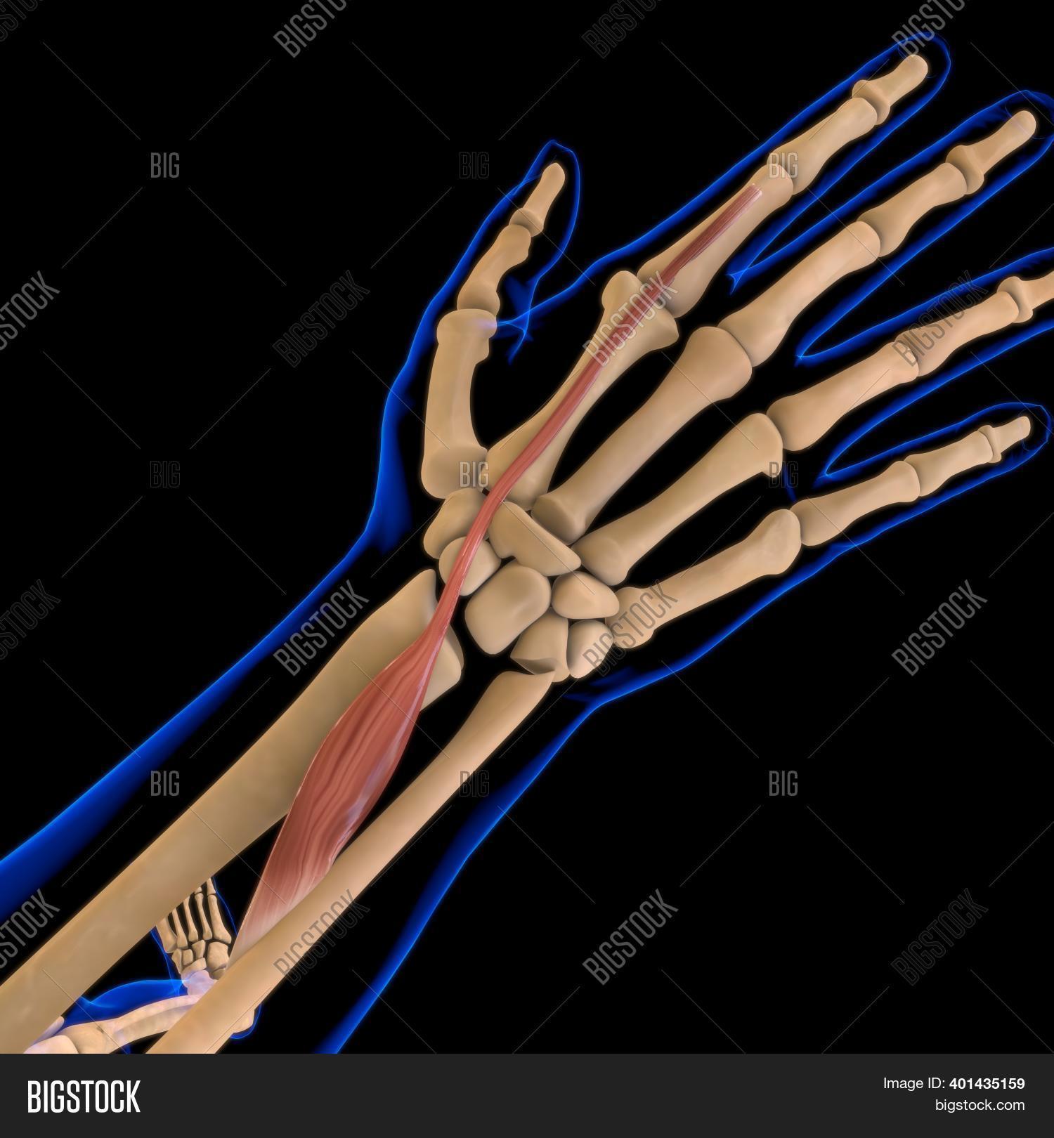 Extensor Indicis Image & Photo (Free Trial) | Bigstock
