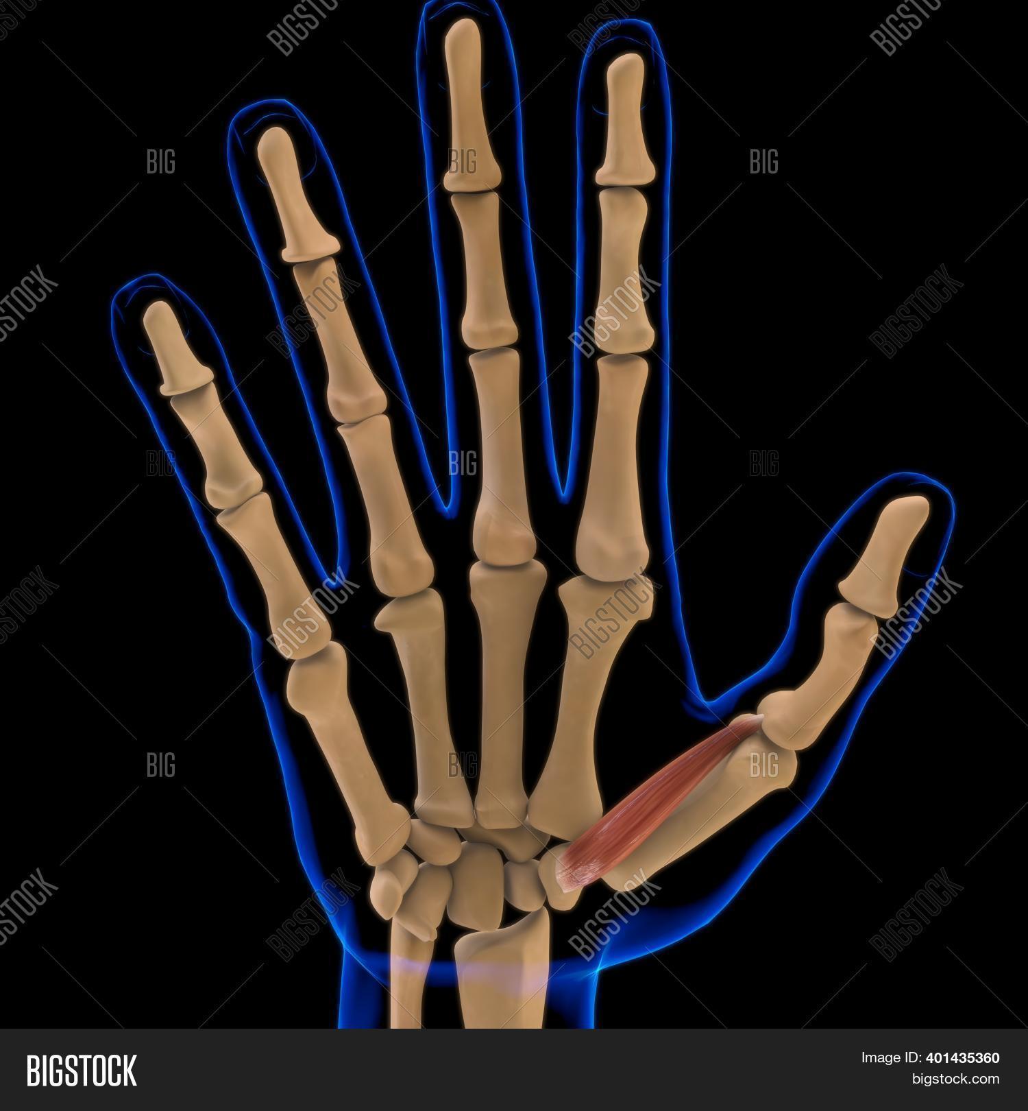 Opponens Pollicis Image & Photo (Free Trial) | Bigstock
