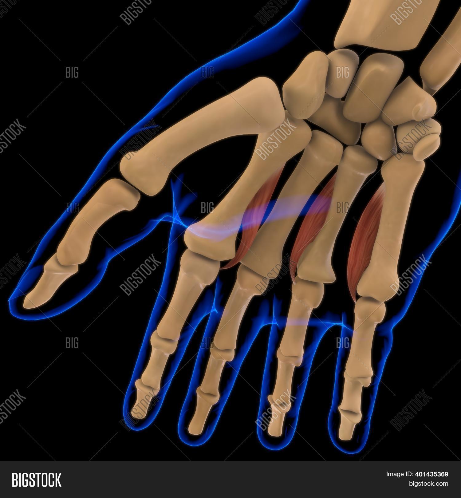 Palmar Interossei Image & Photo (Free Trial) | Bigstock