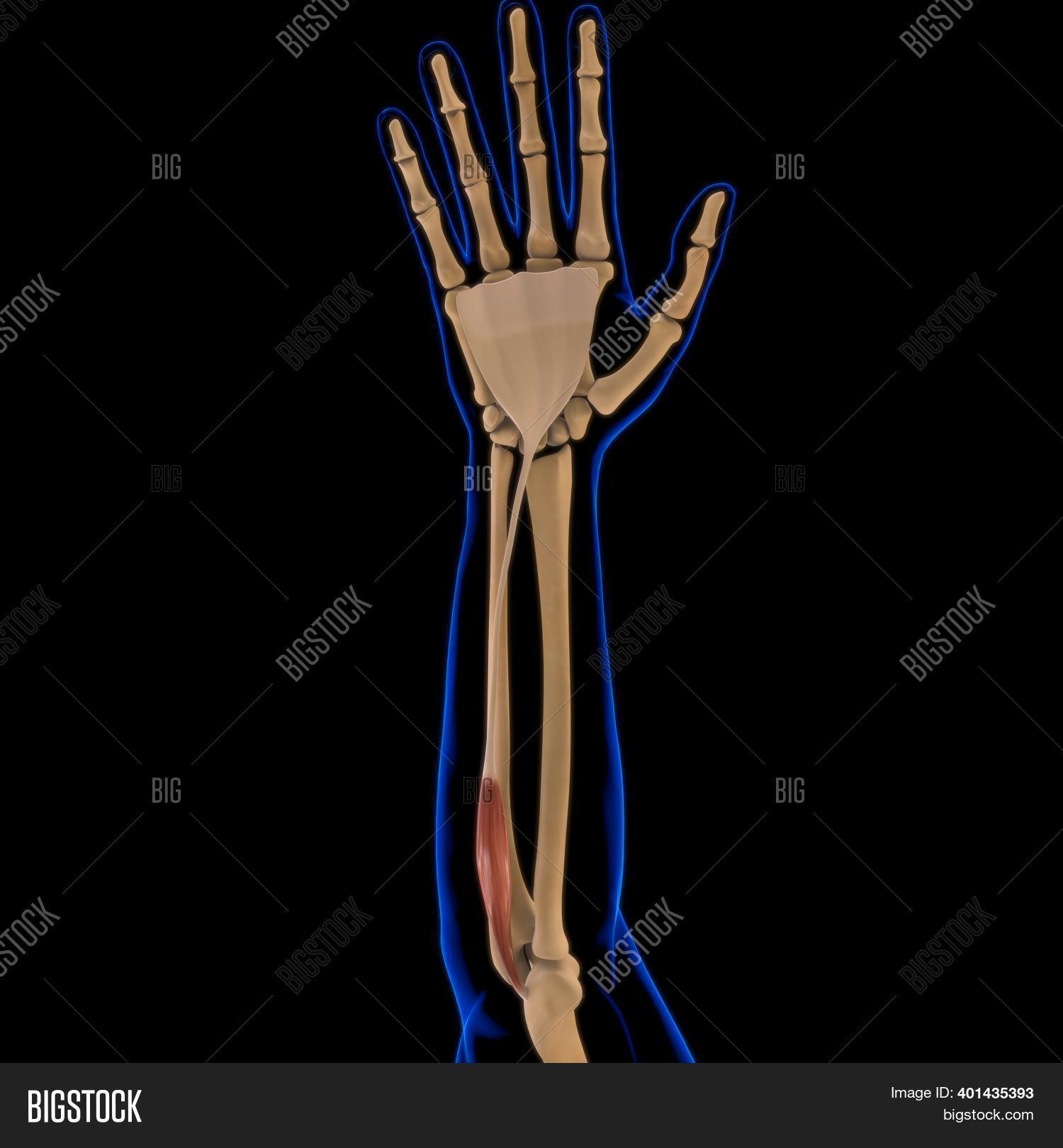 Palmaris Longus Muscle Image & Photo (Free Trial) | Bigstock