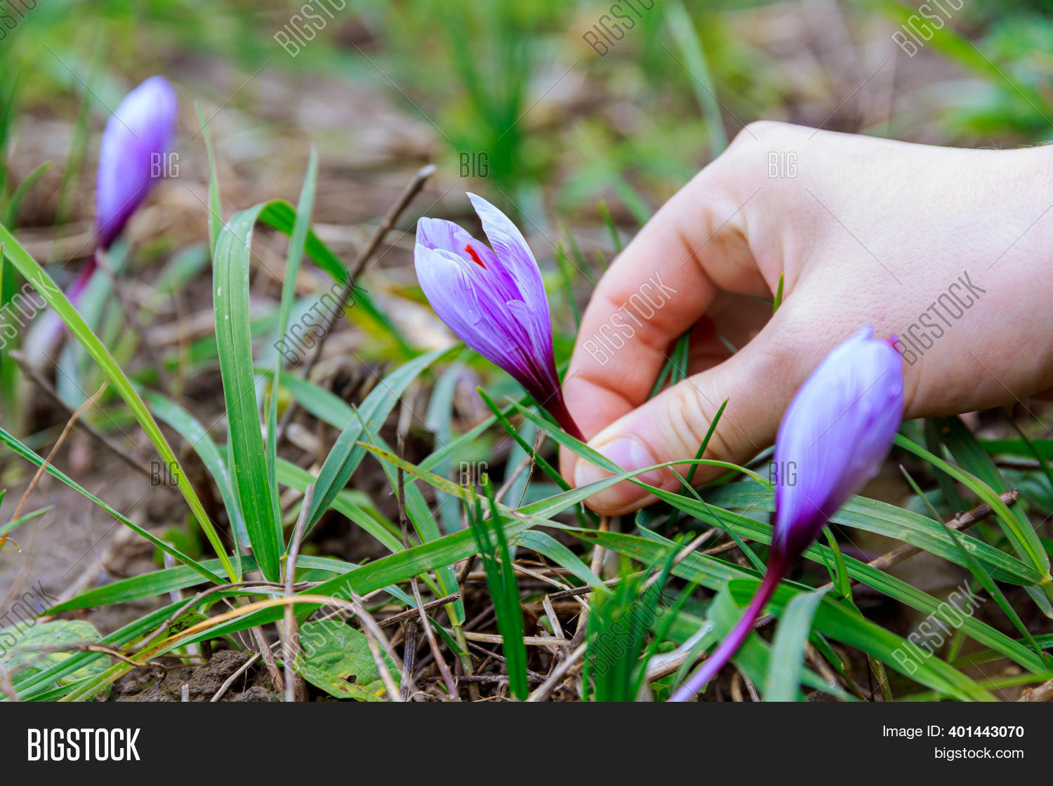 Natural Spice.saffron Image & Photo (Free Trial) | Bigstock