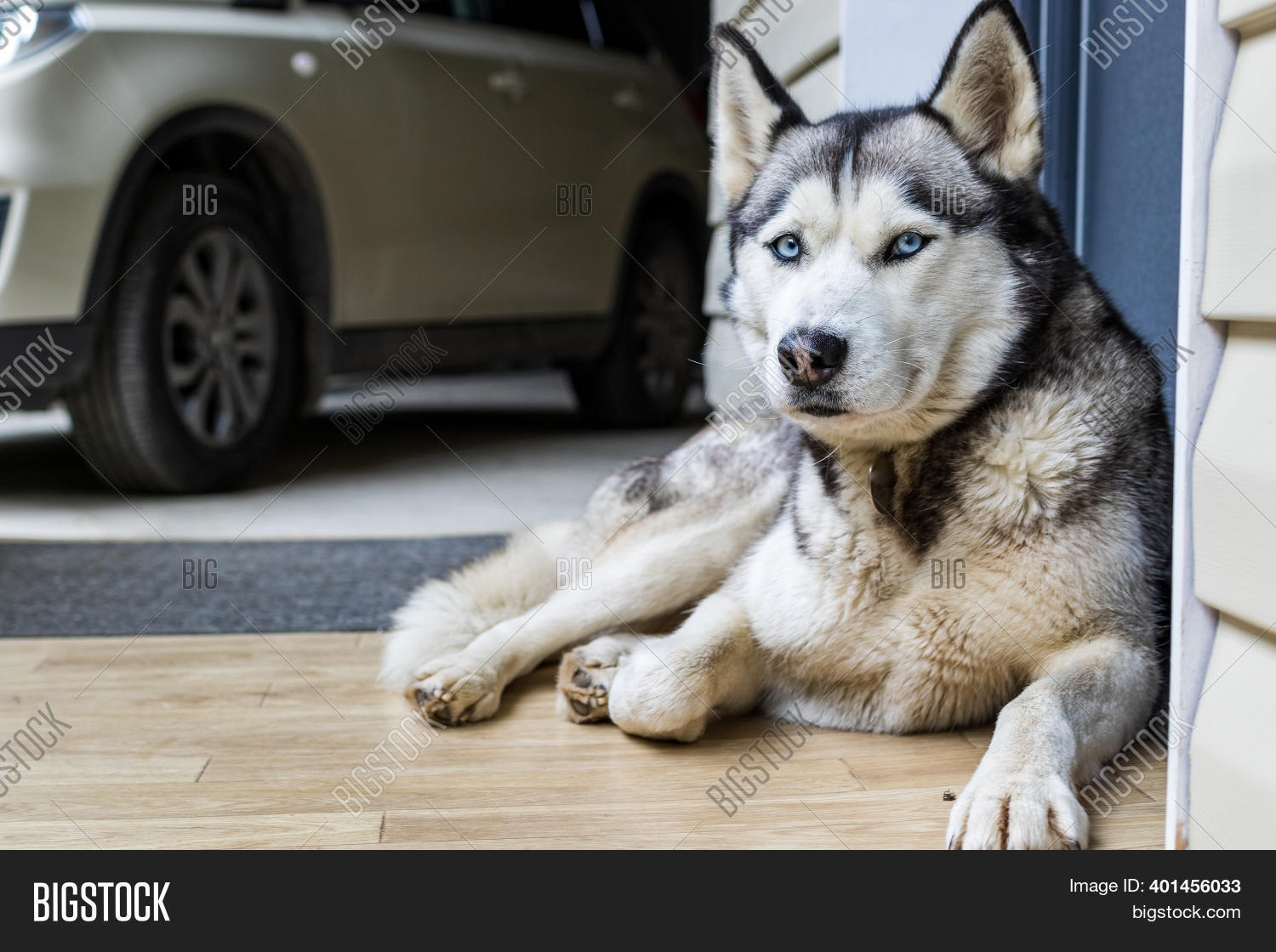 Dog Breed Husky Curled Image & Photo (Free Trial) | Bigstock