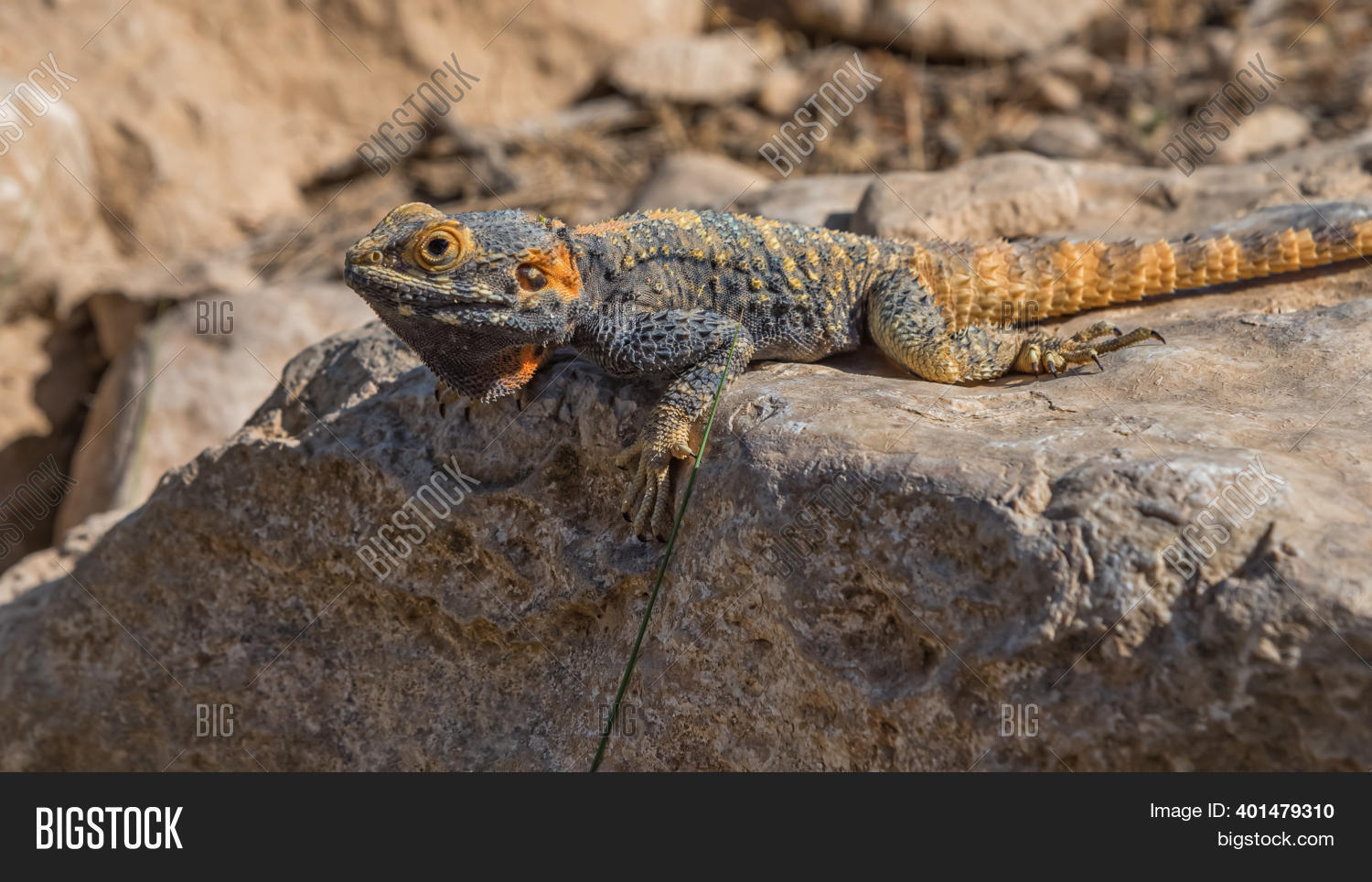 Agama, Lizard, Genus Image & Photo (Free Trial) | Bigstock