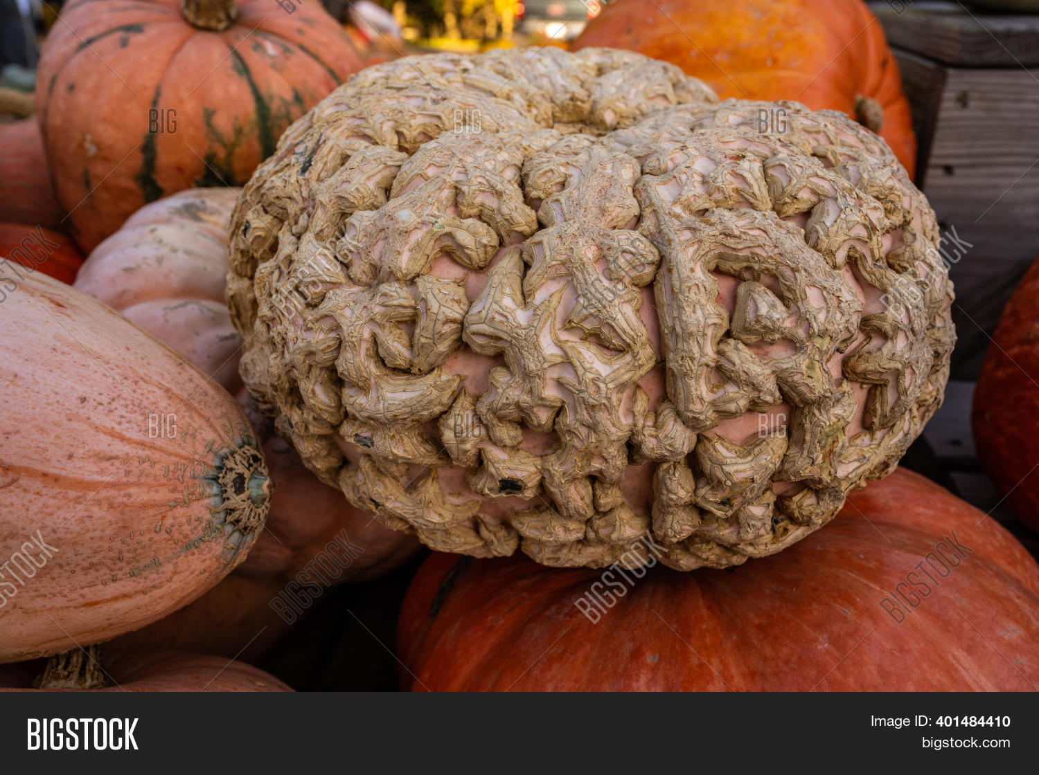 Gnarly Pumpkin Brain Image & Photo (Free Trial) | Bigstock