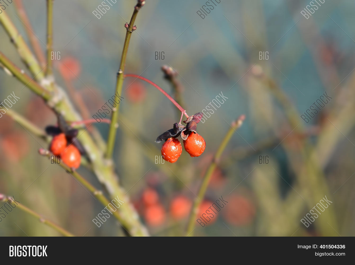 Burning Bush Berries Image & Photo (Free Trial) | Bigstock
