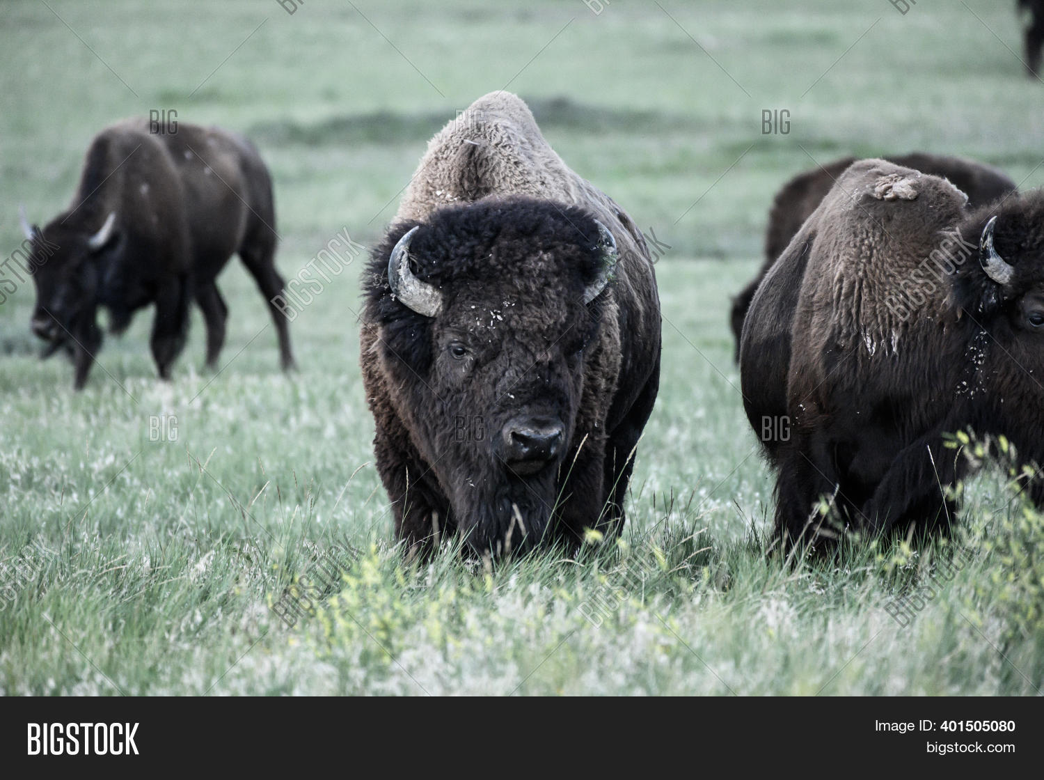 Large Bison Grazes Image & Photo (Free Trial) | Bigstock