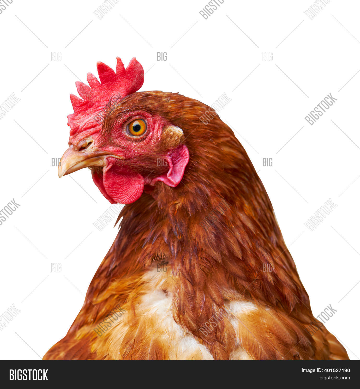 Red Hen Isolated On Image & Photo (Free Trial) | Bigstock