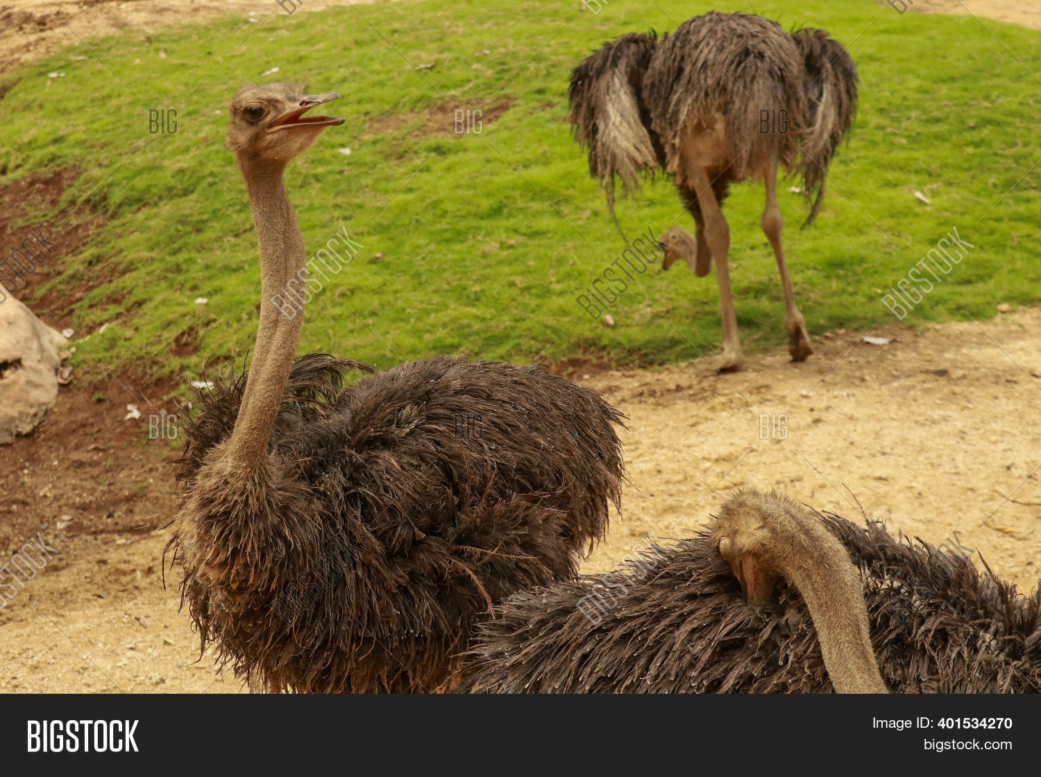 Portrait Ostrich, Image & Photo (Free Trial) | Bigstock