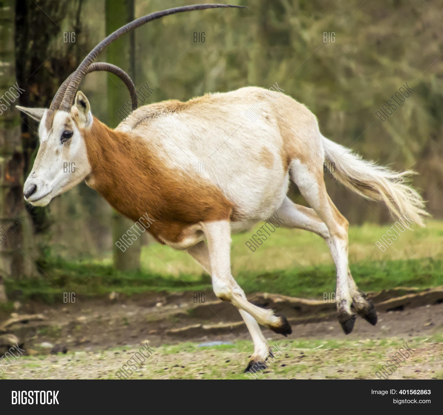 Beautiful Scimitar- Image & Photo (Free Trial) | Bigstock