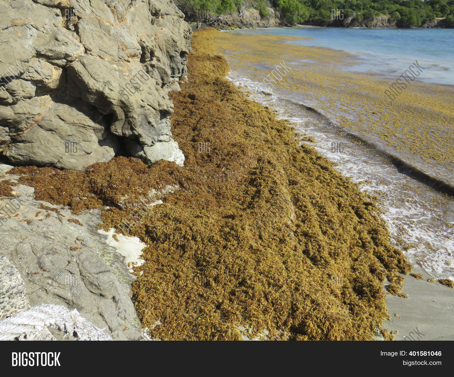 Sargassum Seaweed On Image & Photo (Free Trial) | Bigstock