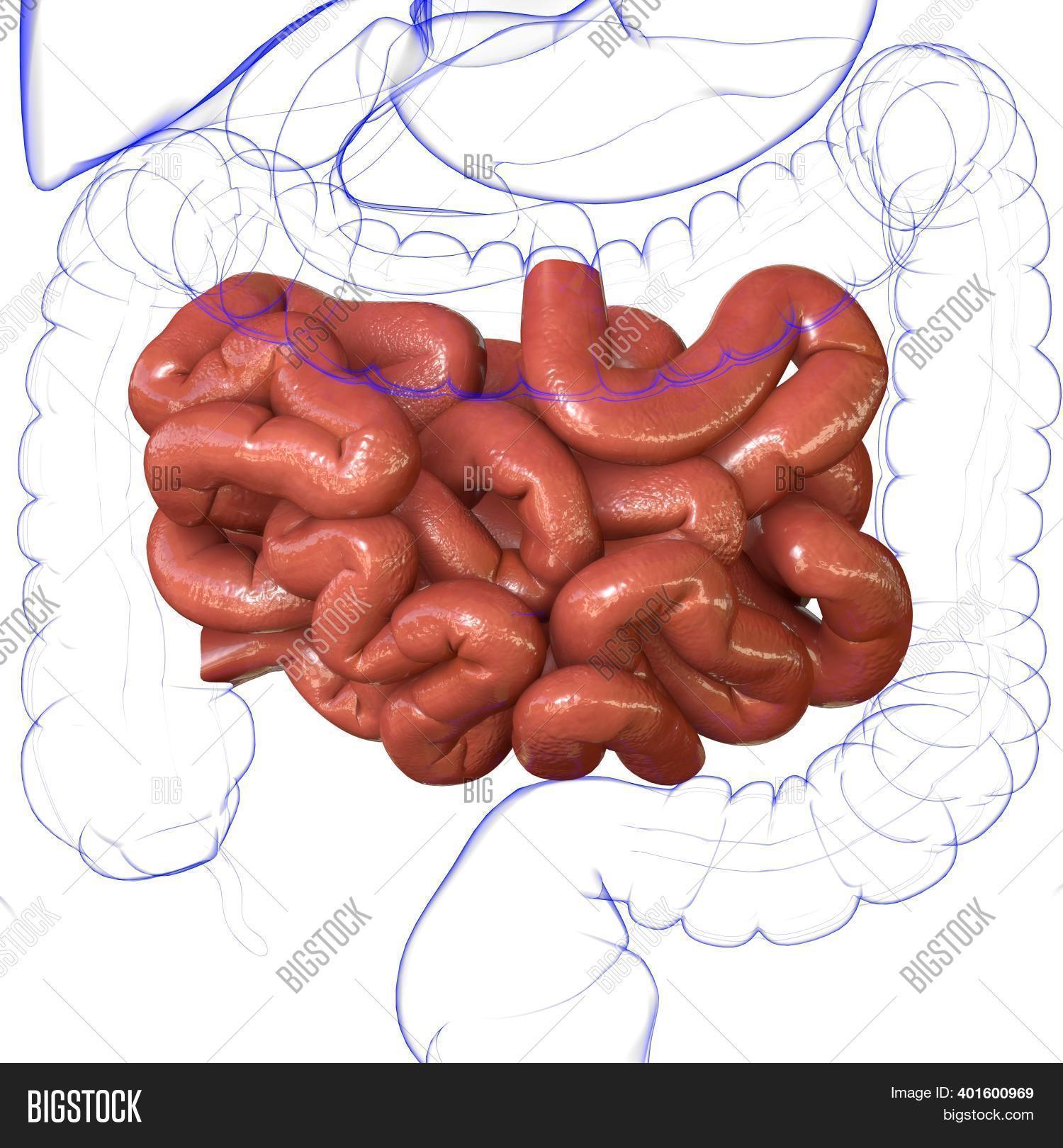 Small Intestine 3D Image & Photo (Free Trial) | Bigstock
