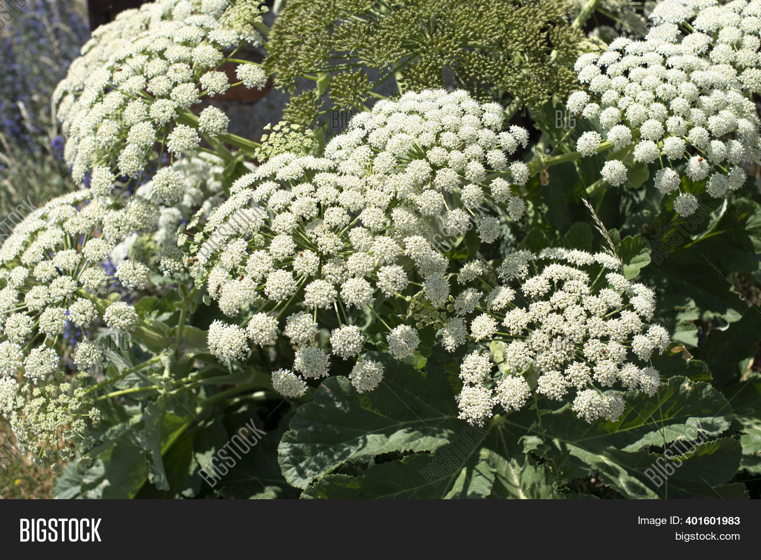 Cow Parsnip Flowers Image & Photo (Free Trial) | Bigstock