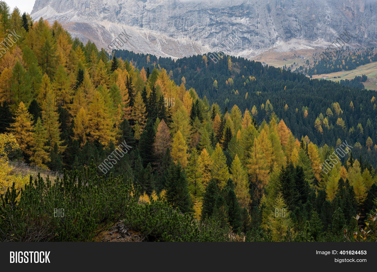 Magical Yellow Larches Image & Photo (Free Trial) | Bigstock