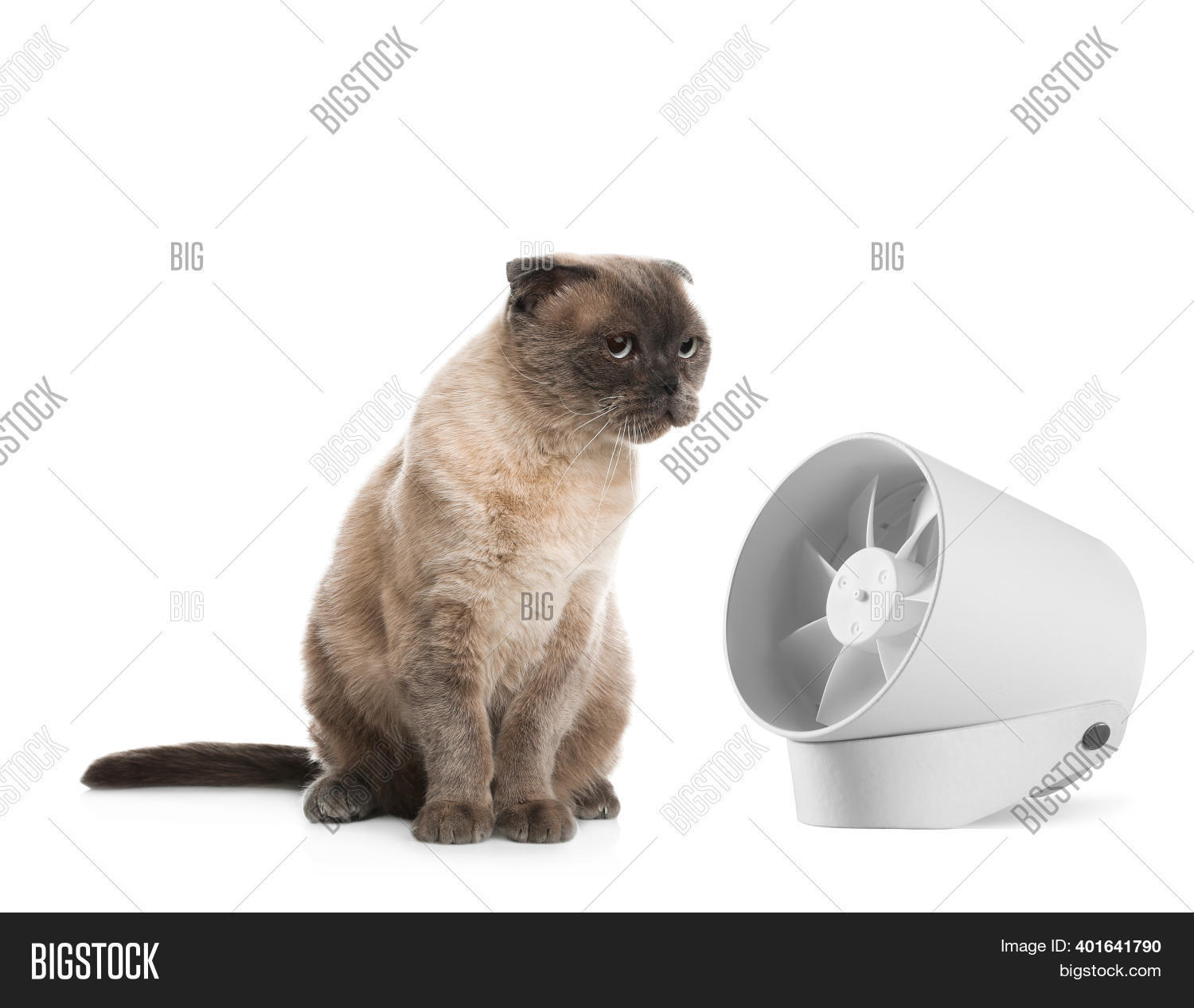 Cute Cat Near Fan On Image & Photo (Free Trial) | Bigstock